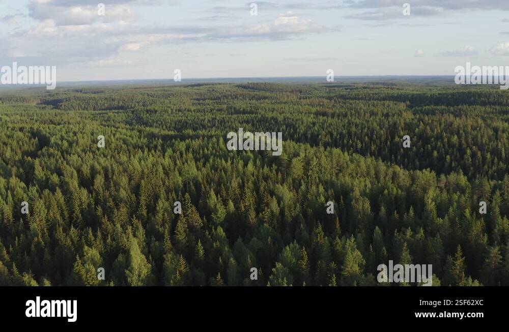 Vast endless green taiga boreal wilderness filmed from a drone. Lungs ...