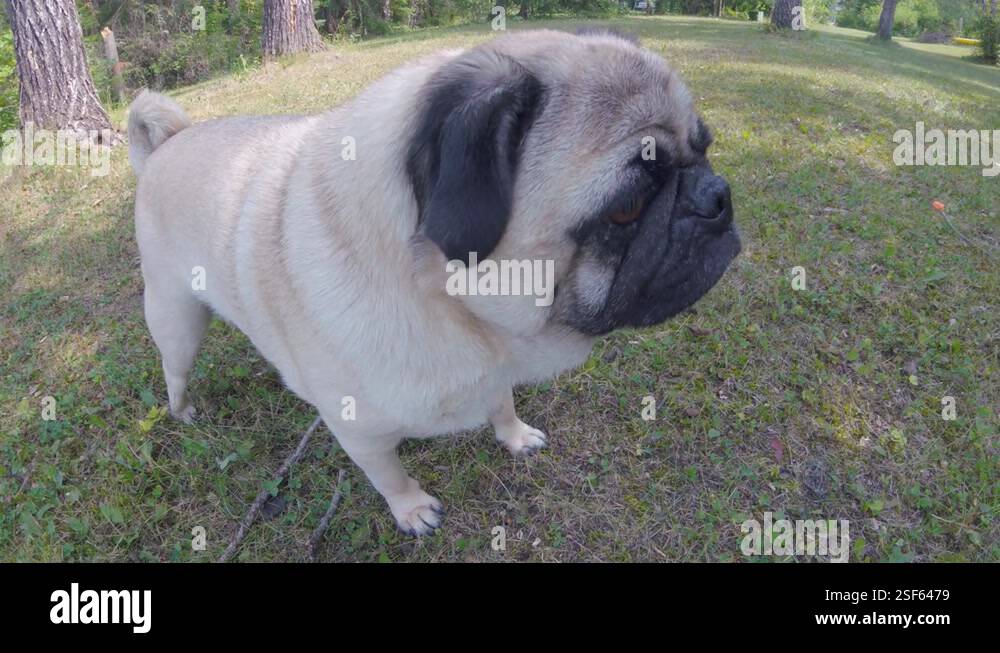 Pug Dog walking closeup and walk away on green grass summer Manitoba ...
