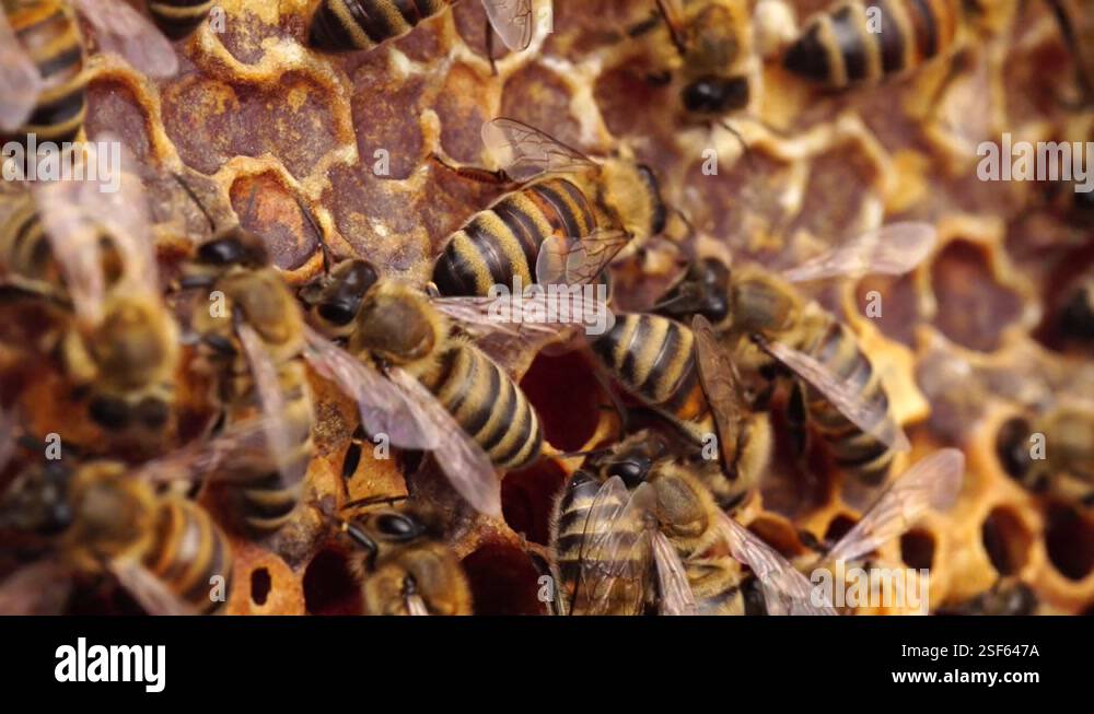 Capped honey combs. Fresh honey in a honeycomb close up. Organic ...