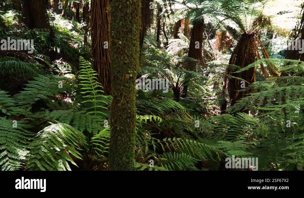 Peaceful growing fern plants in dense rainforest of Whirinaki during ...