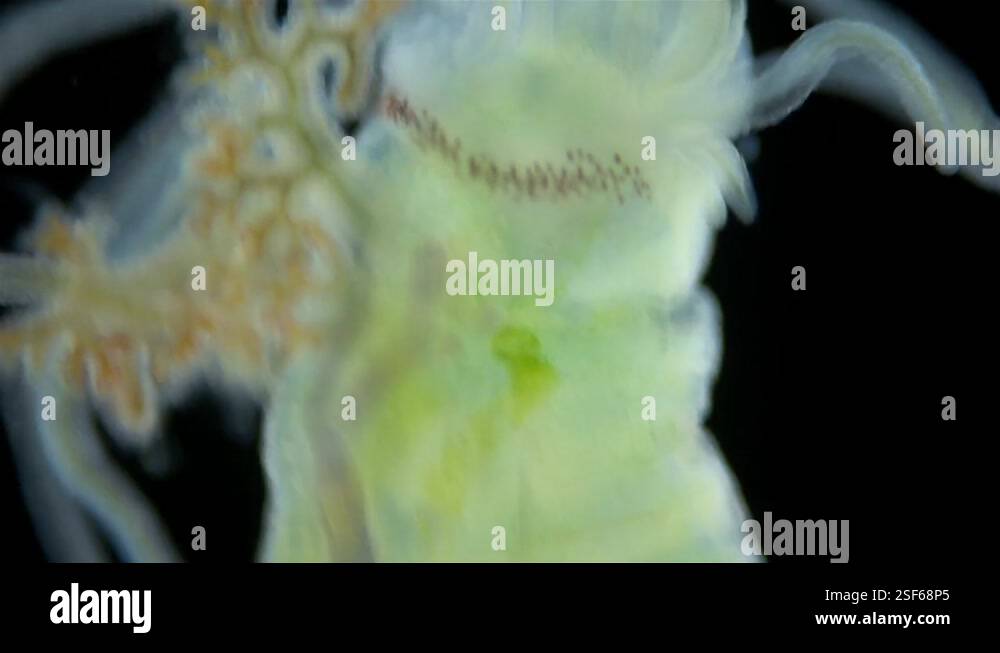 Worm Polychaeta of the family Terebellidae under the microscope has ...