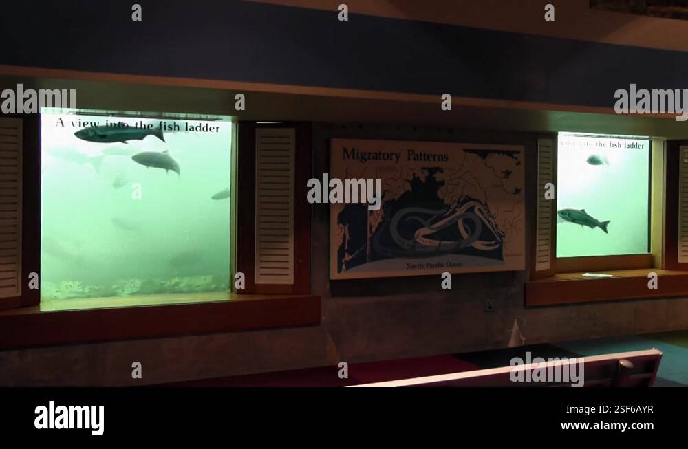 2010s: A fish viewing room at the Bonneville Dam in Oregon. Two windows ...