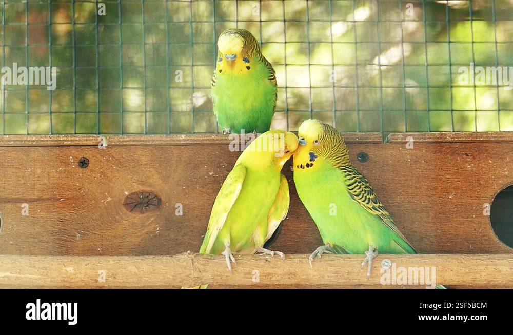 Parrots in a cage. Emotions of parrots in slow motion Stock Video ...
