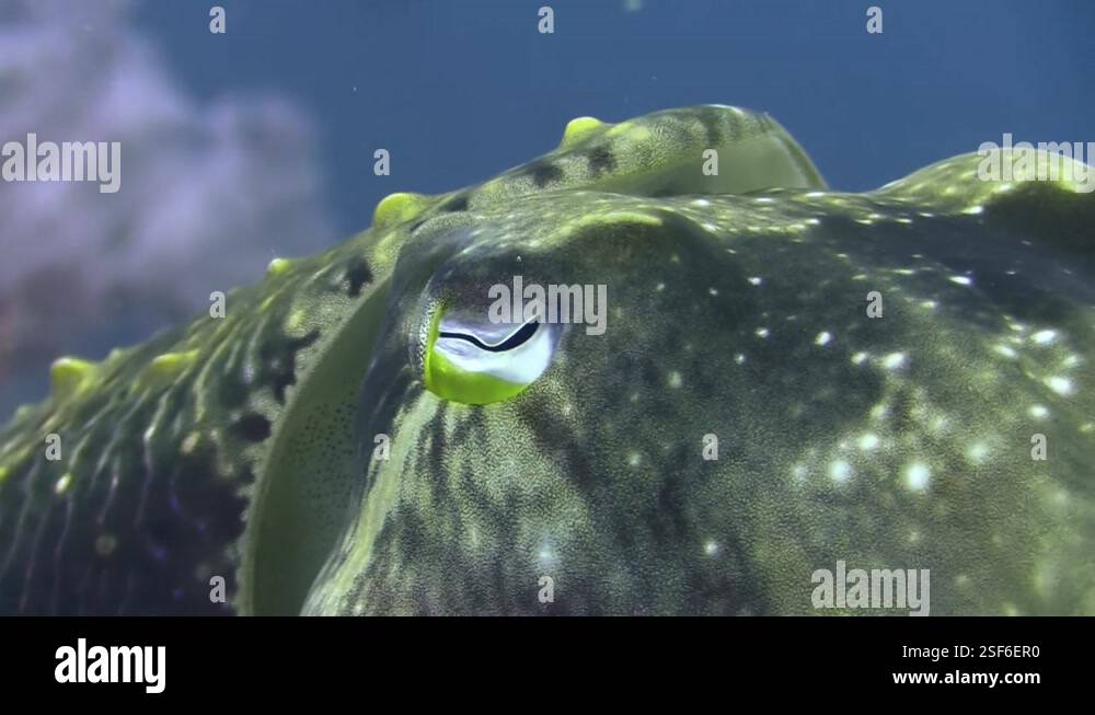 Mollusca sepiidae broadclub cuttlefish Stock Videos & Footage - HD and ...