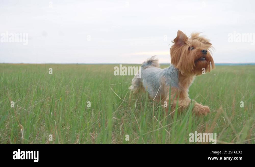 dog run in the park. cheerful little dog running on the grass in summer ...