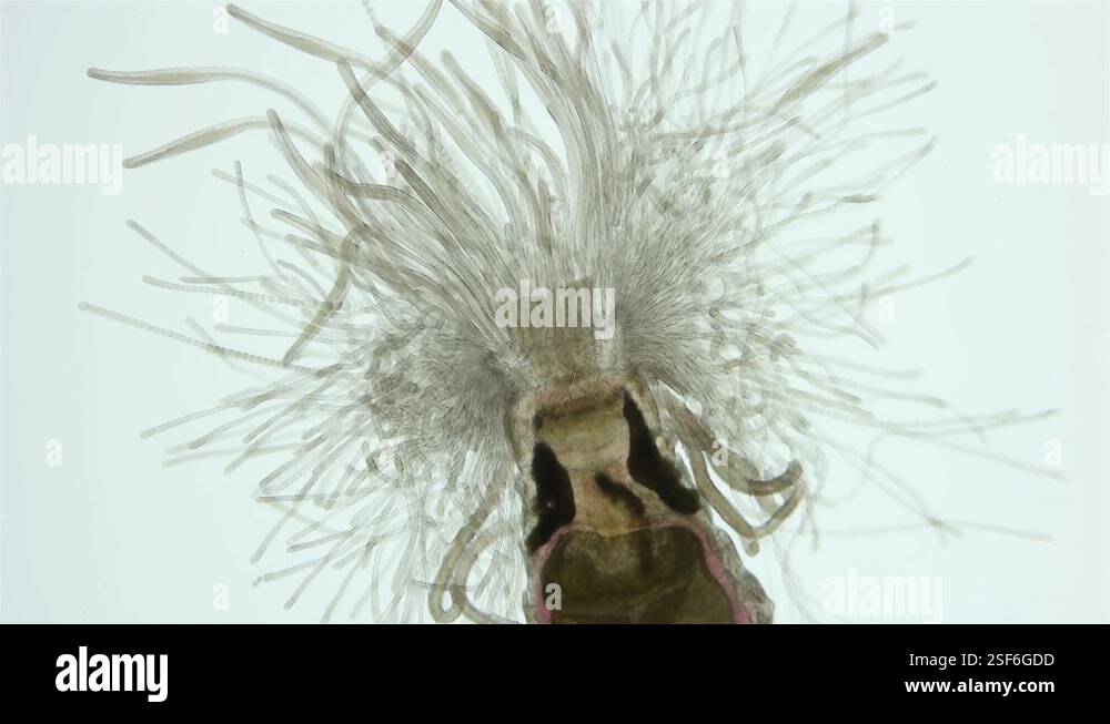 Worm Polychaeta of family Terebellidae under the microscope, phylum ...