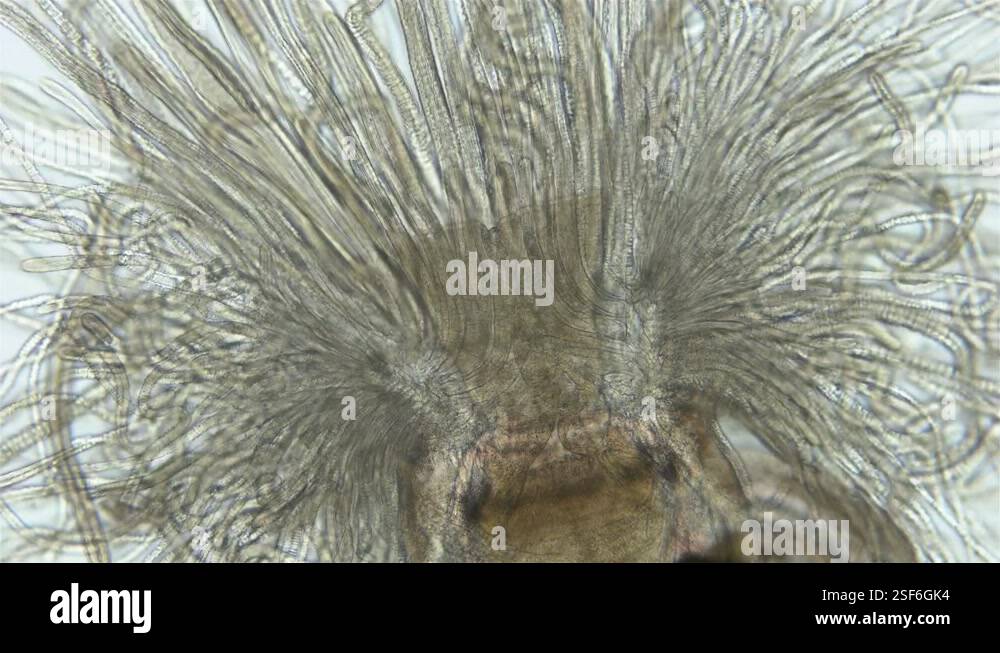 Worm Polychaeta of family Terebellidae under the microscope, phylum ...