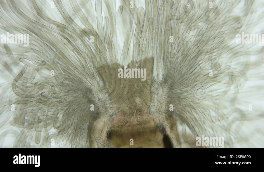 Worm Polychaeta of family Terebellidae under the microscope, phylum ...