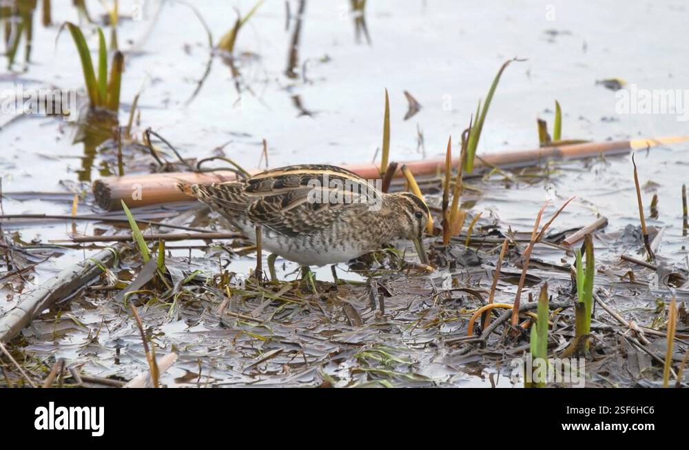 Snipe bill Stock Videos & Footage - HD and 4K Video Clips - Alamy