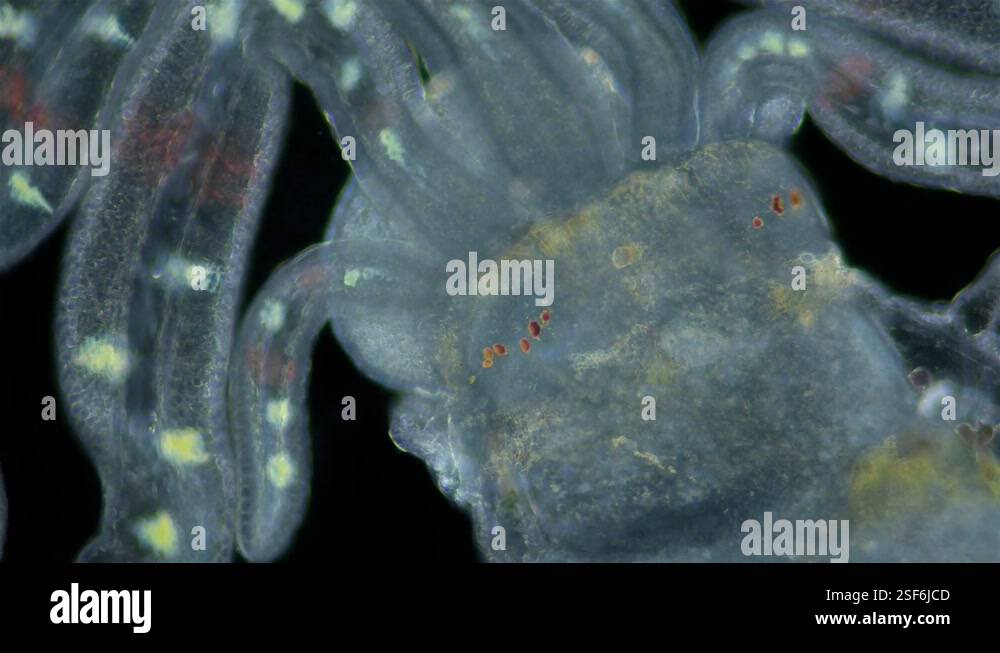 Worm Polychaeta of family Terebellidae under the microscope, phylum ...