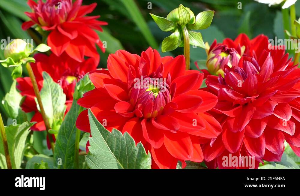 Red georgina dahlia flower Stock Videos & Footage - HD and 4K Video ...