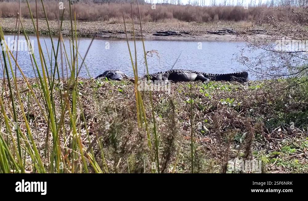 zoom into two big Florida alligators sunning on the shore of a swamp in ...