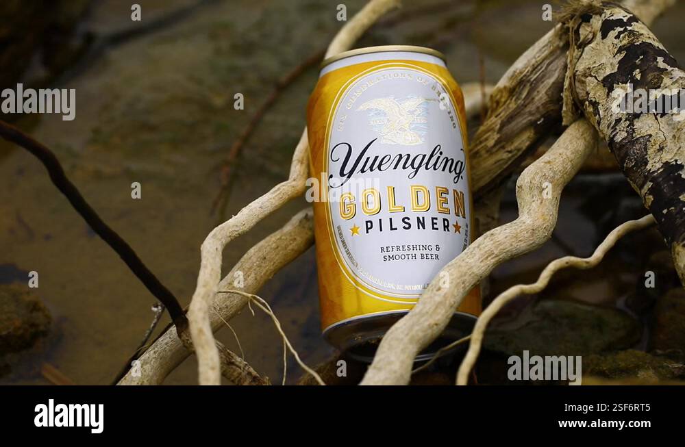 This is a static shot of Yuengling Golden Pilsner beer can in roots by ...