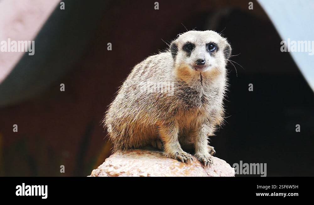 Meerkat animal in slow motion. Animals Herpestidae background Stock ...