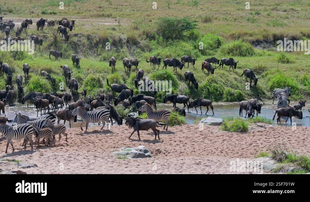 wildebeest and zebras on great migration thru Serengeti crossing a ...