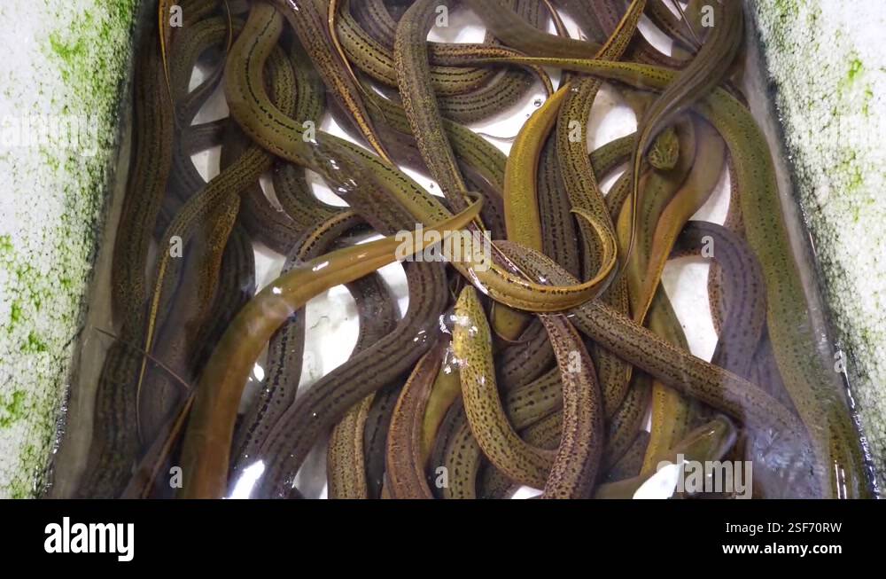 Static view of eels in captivity in styrofoam box on food market 4k ...