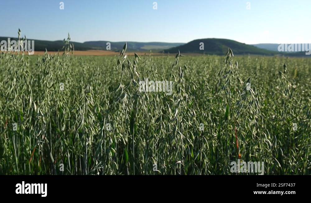 Green oats field in countryside, close up. Field of oats blowing in the ...