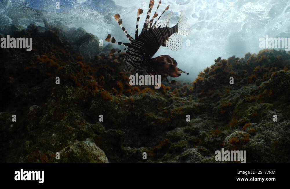 lıonfish scenery from mediterranean sea invasive fish from red sea ...