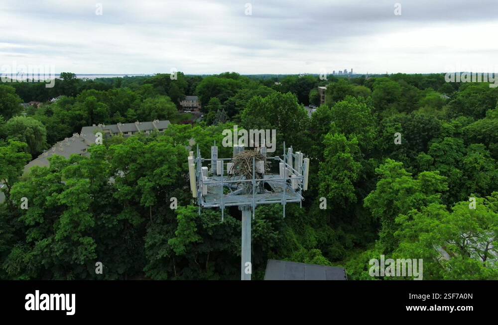 Aerial Slow Motion Shot of an Angry Osprey Bird on Top of a Cell Tow ...