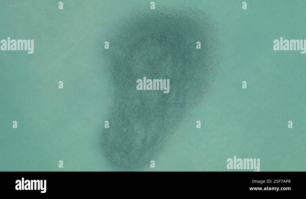Ascending aerial reveals large Mullet bait ball in shallow clear water ...