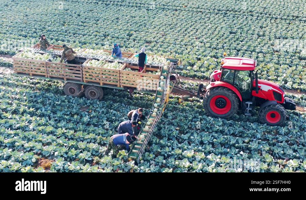 Farmworkers are using tractor conveyor to collect cabbage Stock Video ...