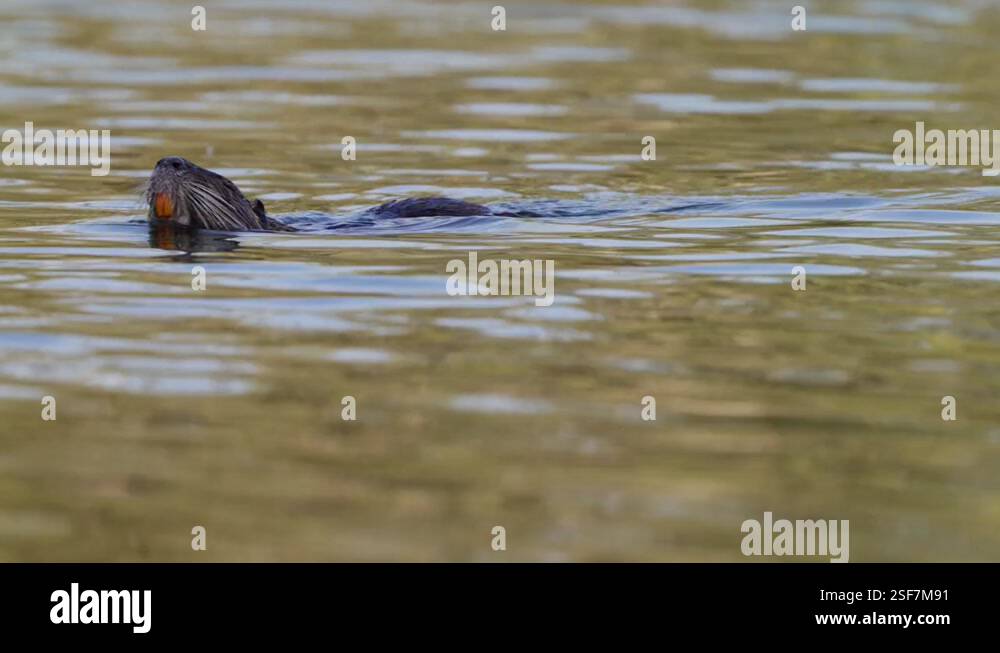 Introduced species, a wild beaver, myocastor coypu native to South ...
