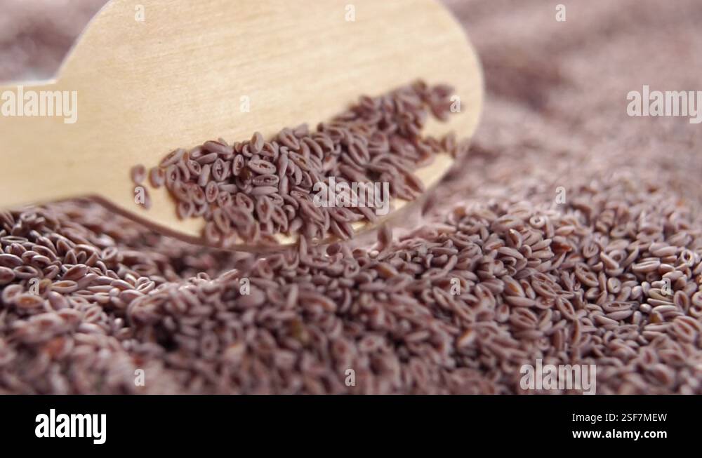 Dry psyllium seeds. Spooning organic whole grains into a wooden spoon ...