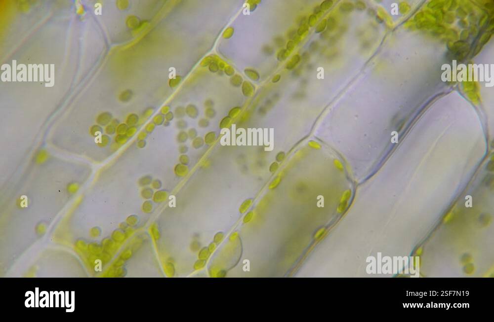 Green plant cells of waterweed (Elodea) seen under microscope with ...