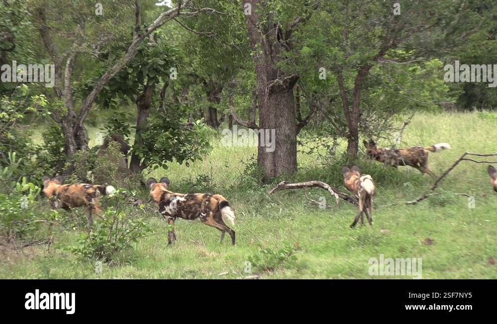 Pack of African wild dogs surround baboon climbing up and down in tree ...