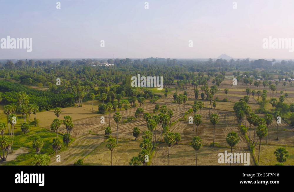 Aerial top view of Dong Tan trees in green rice field in national park ...