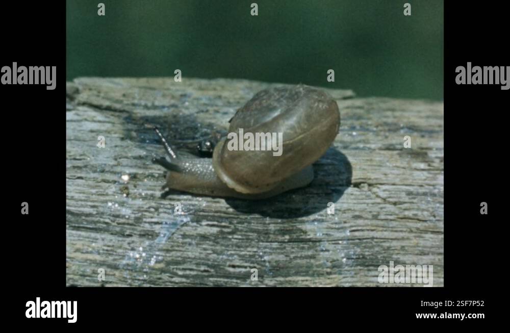 1960s: Snail crawls on wooden log. Small black worms crawl and writhe ...