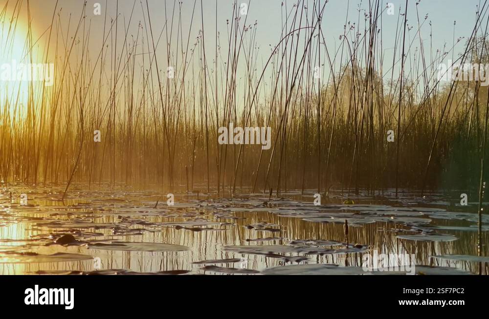 Morning dew on the reeds at dawn, warm water floats on the surface ...