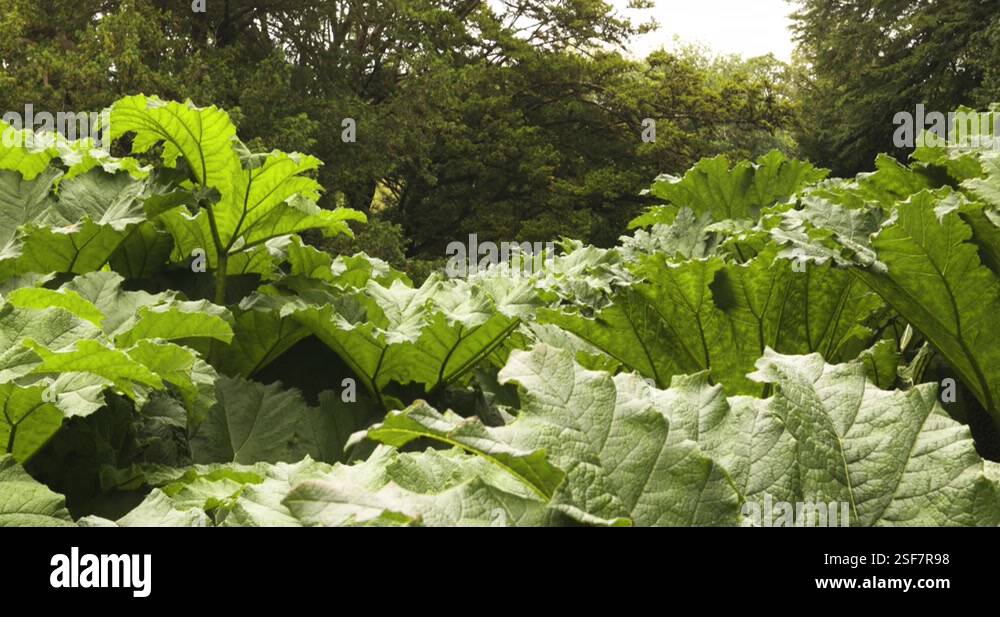 Scenery Of Gunnera Plants Growing In Blarney Castle And Gardens In ...