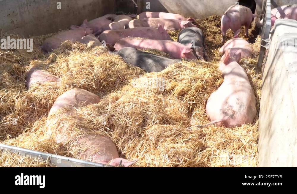 Many black and pink pigs lie next to each other and sleep in clean hay ...