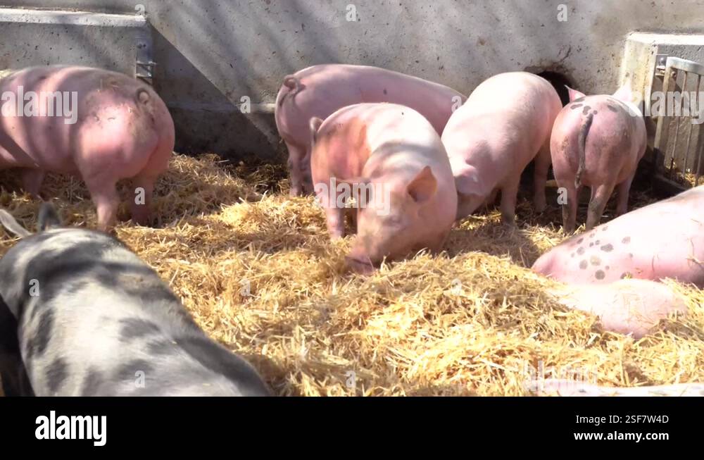 Many black and pink pigs lie next to each other and sleep in clean hay ...