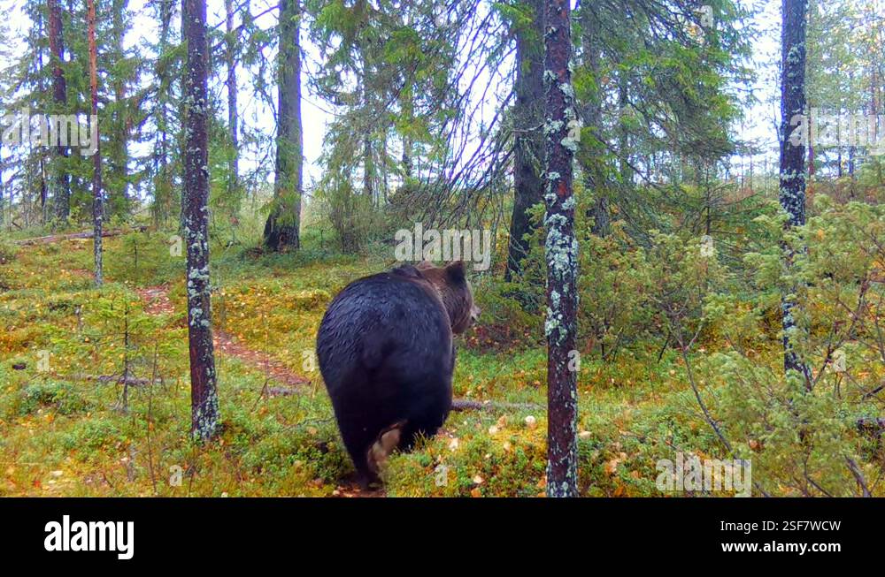 Back View Of A Brown Bear Walking Through Forest Woods On Daytime ...
