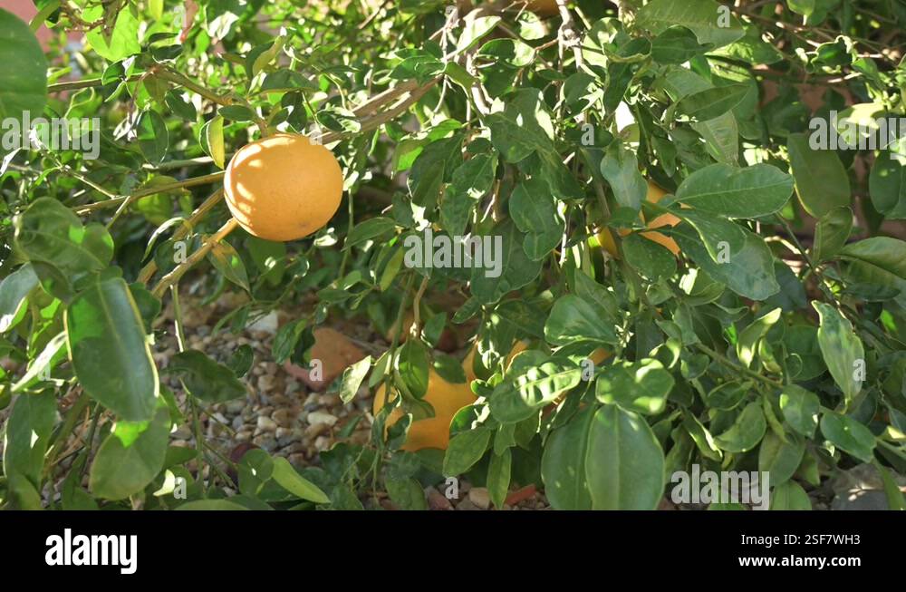 Citrus orange tree closeup, zoom in shot Stock Video Footage - Alamy