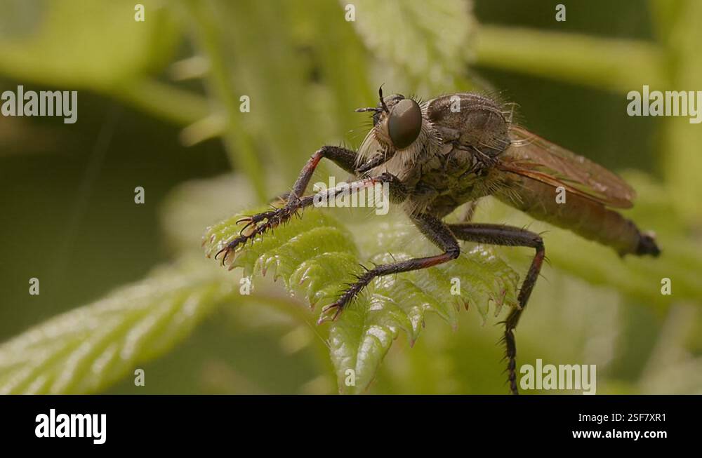 Red-footed Cannibal fly, aka Robber Fly, aka Bee Panther, Promachus ...