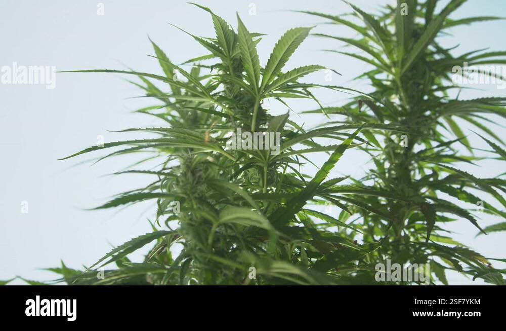 LENS FLARE: Bright spring sunbeams shine on marijuana plants soaring ...