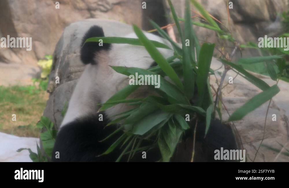 Native to South Central China, an endangered Giant Panda, also known as ...