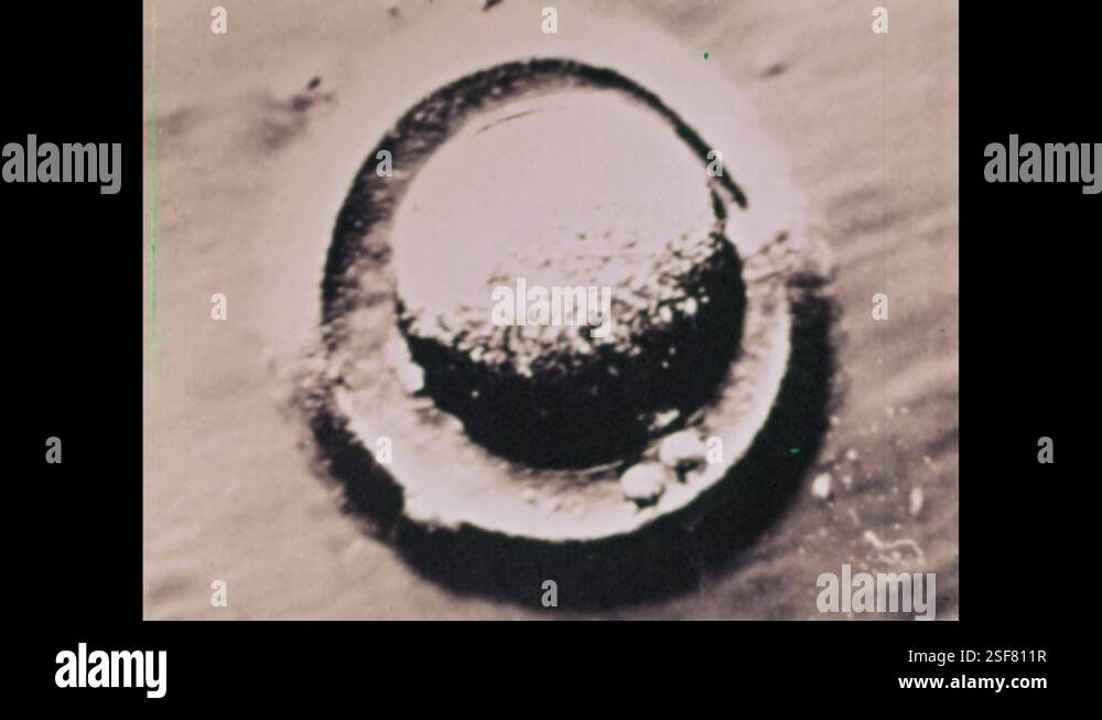 1960s: Microscopic images of human egg cell and sea urchin egg cell. Dr ...
