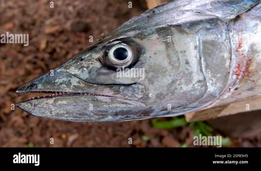 Closeup of a large silver freshly caught Spanish Mackerel fish, head ...