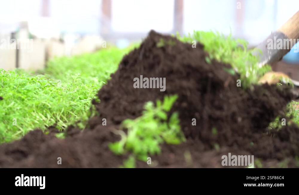 Dig up the soil with green manure plants with a shovel Stock Video ...