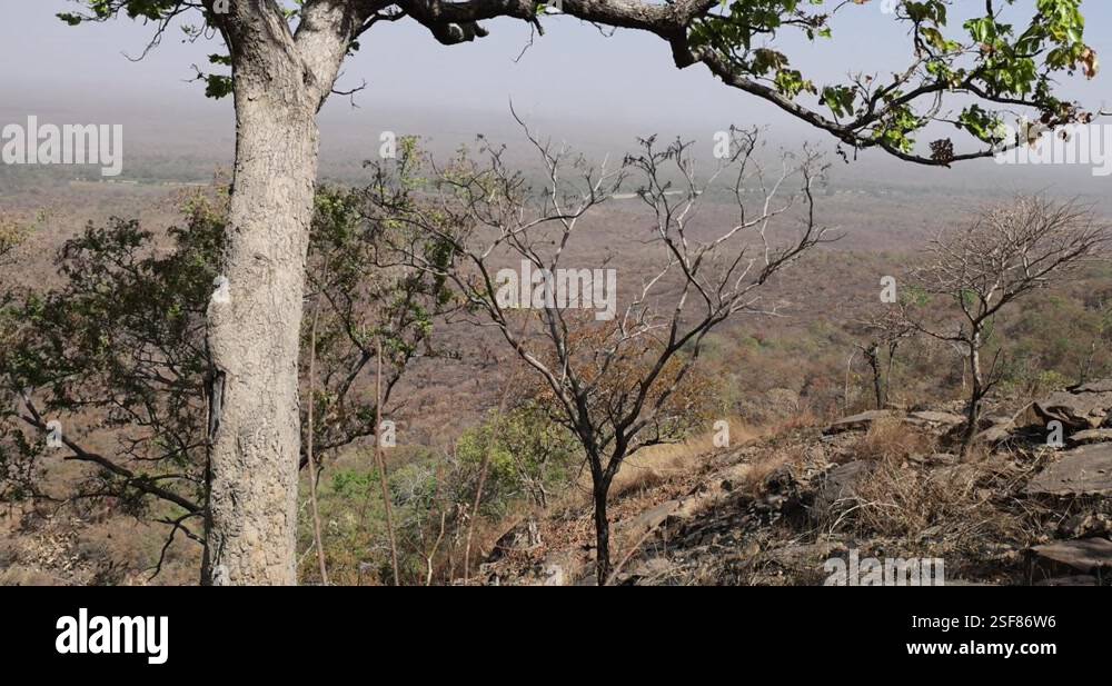 Gambaga Escarpment tree Volta river valley northern Ghana 4K Stock ...
