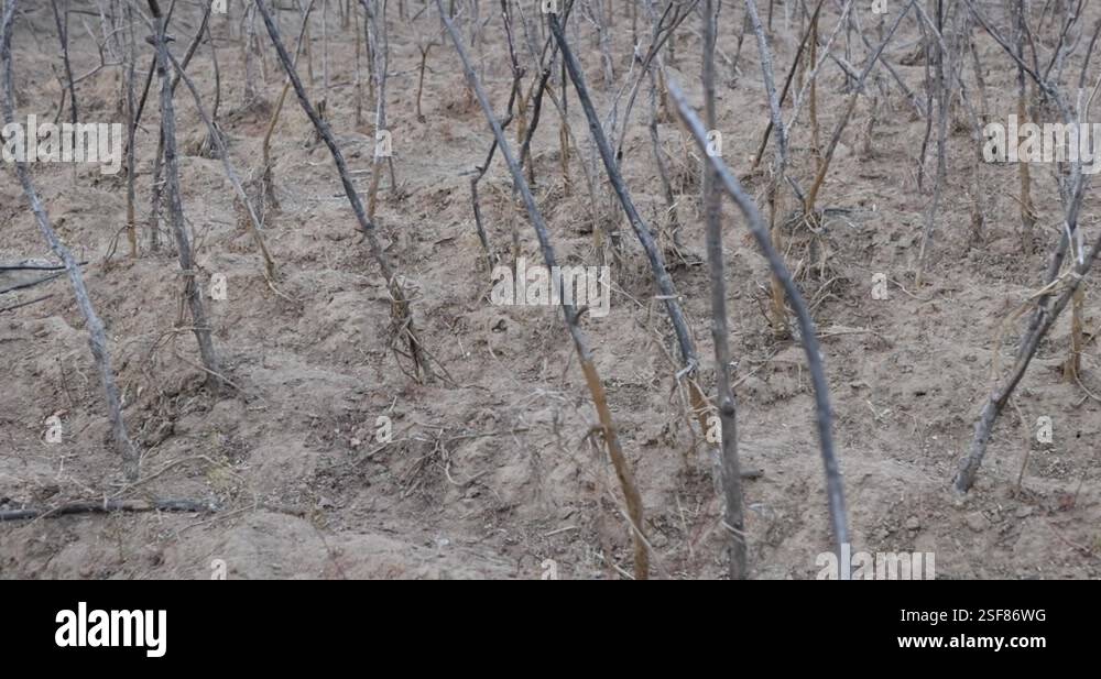 Drought dry season farm crops northern Ghana pan 4K R045 Stock Video ...