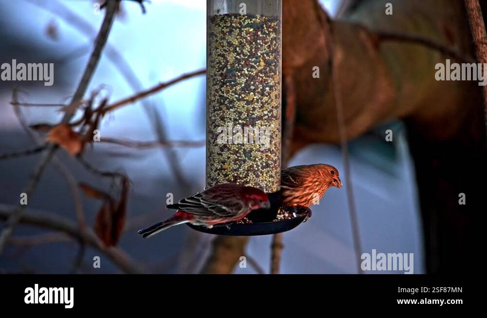 House finch and hose sparrows sitting on bird feeder with seeds and eat ...