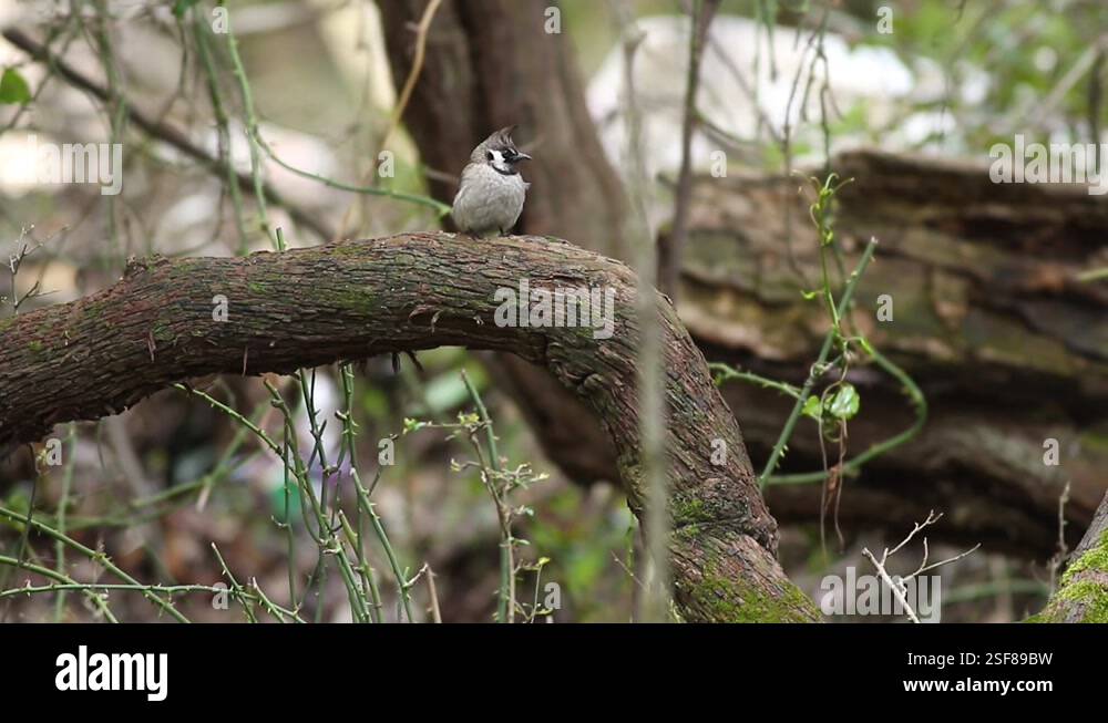 himalayan bulbul flying from tree branch Stock Video Footage - Alamy