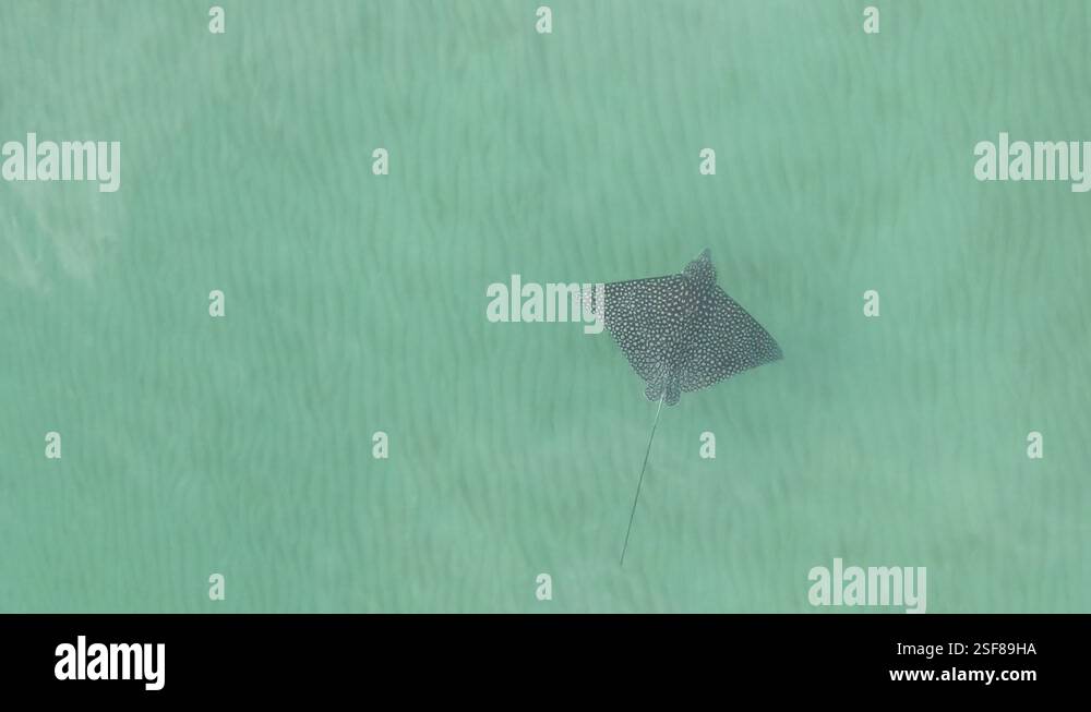 Spotted Eagle Ray flies through shallow green water over sandy bottom ...