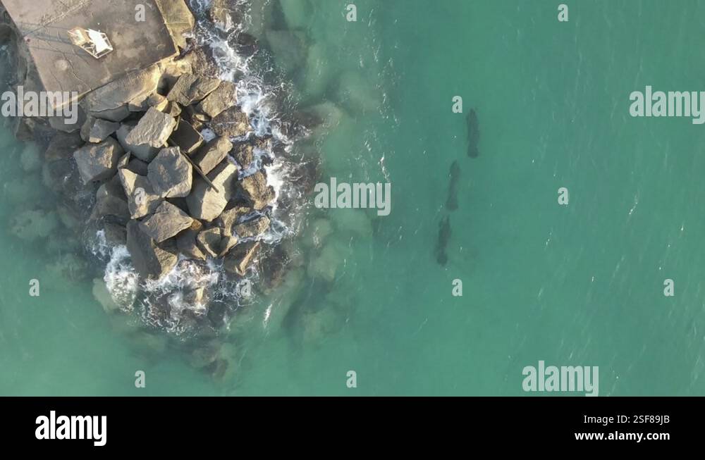 three Manatees enter green channel passing rip rap rock breakwater ...