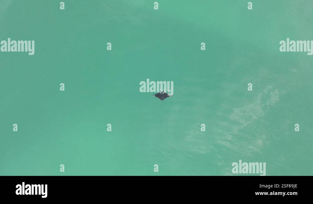 Vertical aerial: Manta Ray small in frame, glides in jade green sea ...